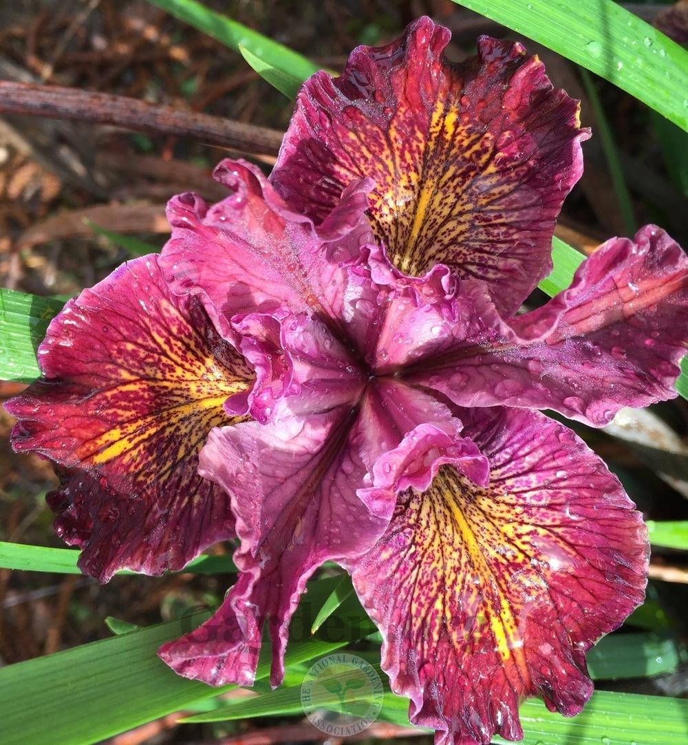 Pacific Coast Iris (Iris 'Pacific Tapestry') in the Irises Database ...