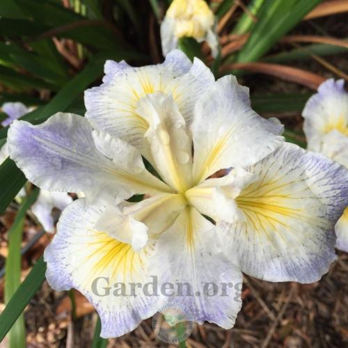 Pacific Coast Iris (Iris 'Pacific Rim') in the Irises Database - Garden.org
