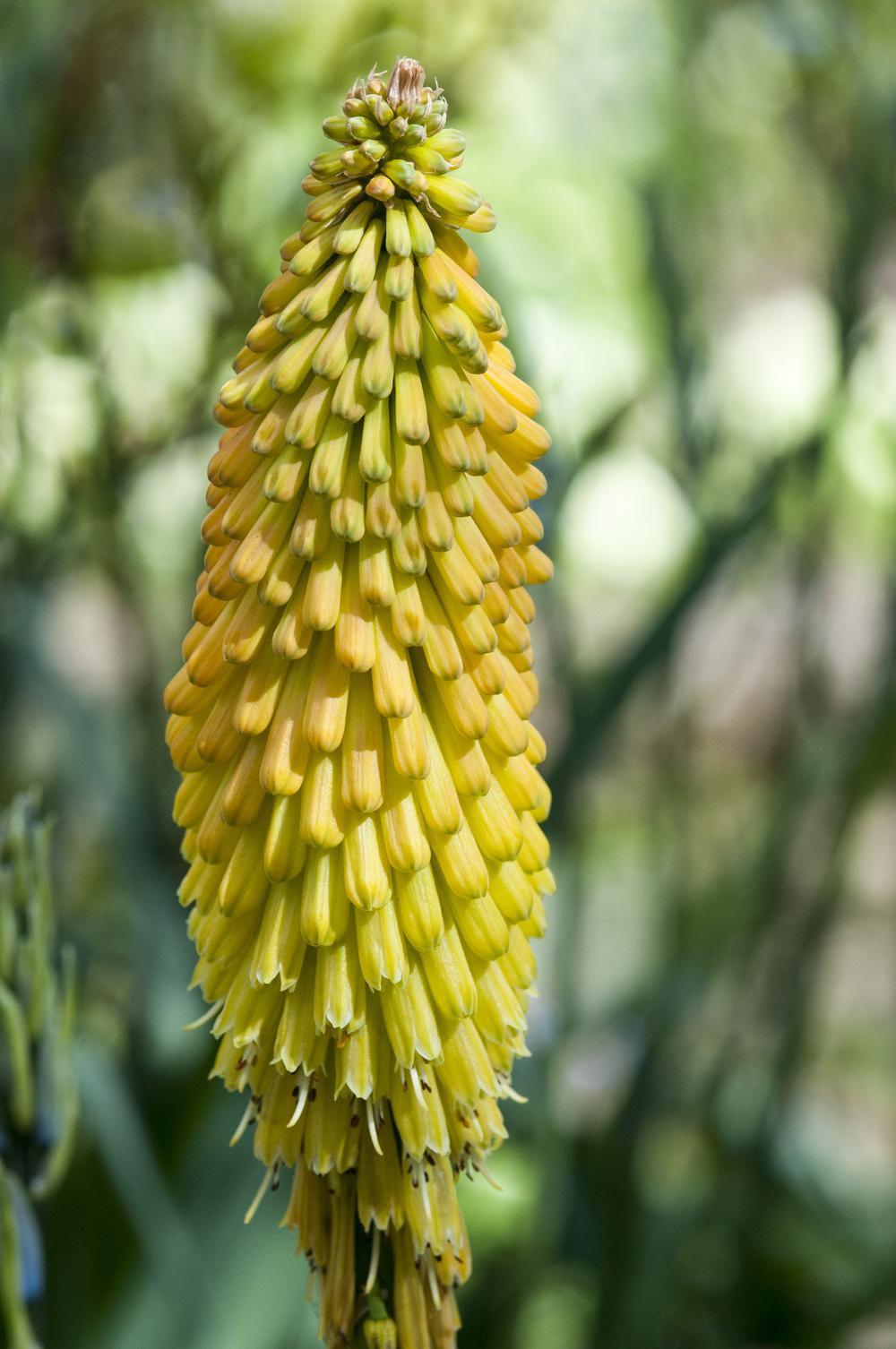 Torch Lily (Kniphofia 'Percy's Pride') in the Torch Lilies Database ...