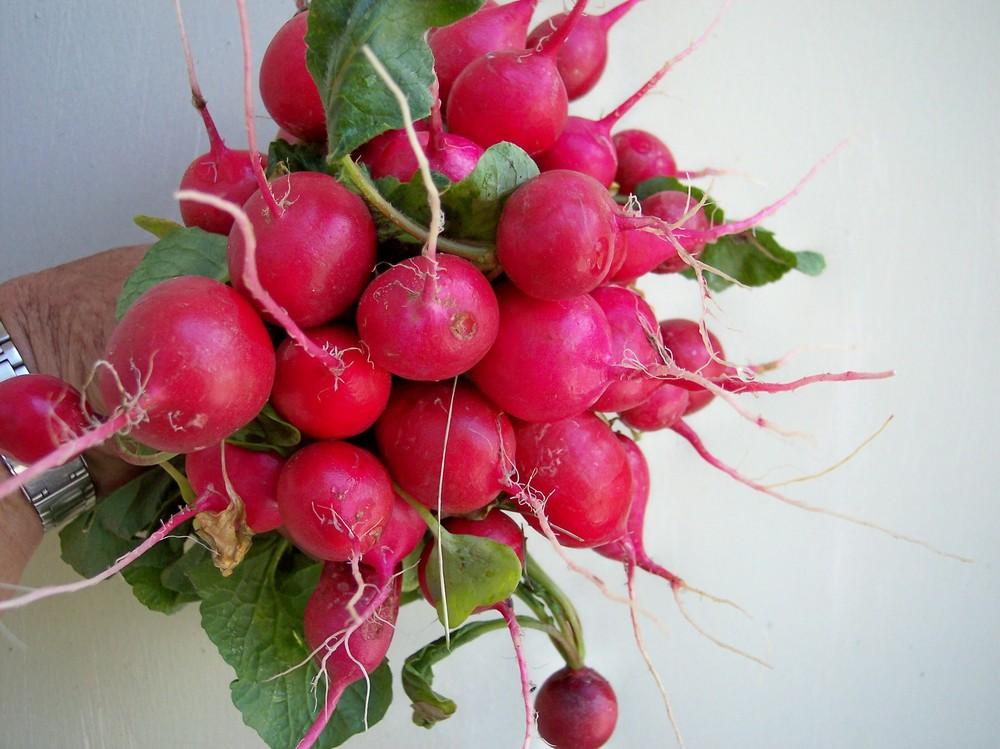 Radish (Raphanus sativus 'Rudolf') in the Radishes Database - Garden.org