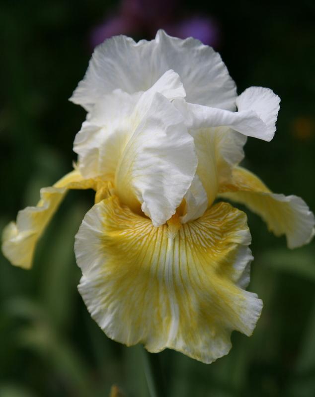 Photo of the bloom of Tall Bearded Iris (Iris 'Glowing Smile') posted ...