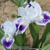 Standard Dwarf Bearded Iris (Iris 'Riveting') in the Irises Database ...