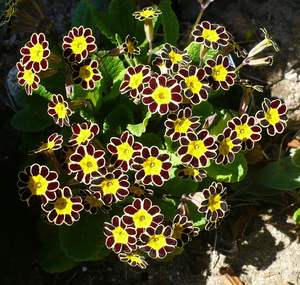 Primroses: Plant Care and Collection of Varieties - Garden.org