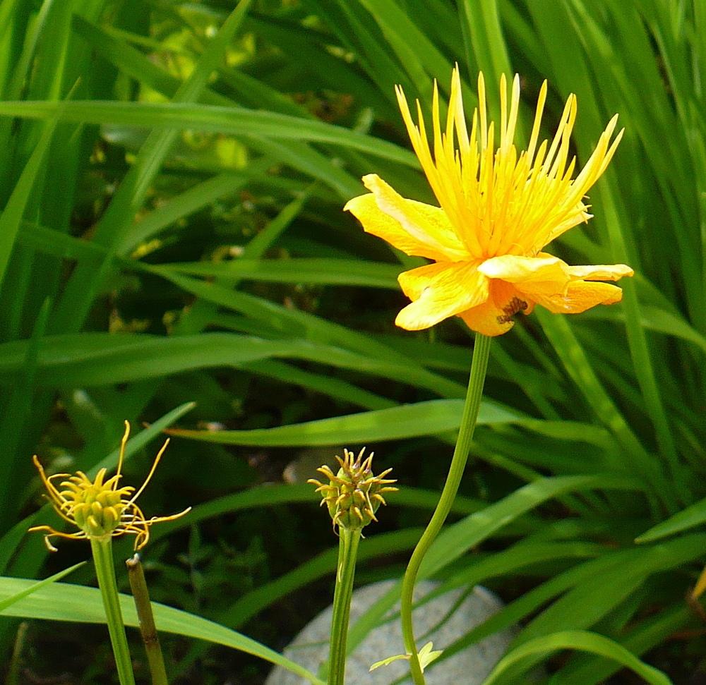 Photo of the seed pods or heads of Chinese Globe Flower (Trollius ...