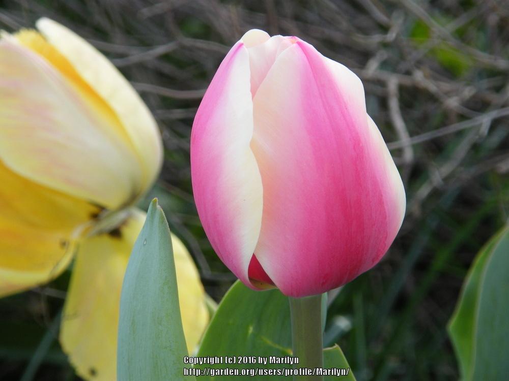 Photo of the bloom of Darwin Hybrid Tulip (Tulipa 'Russian Princess ...