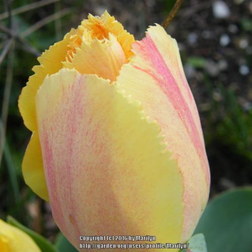 Fringed Tulip (Tulipa 'Fringed Rhapsody') in the Tulips Database ...