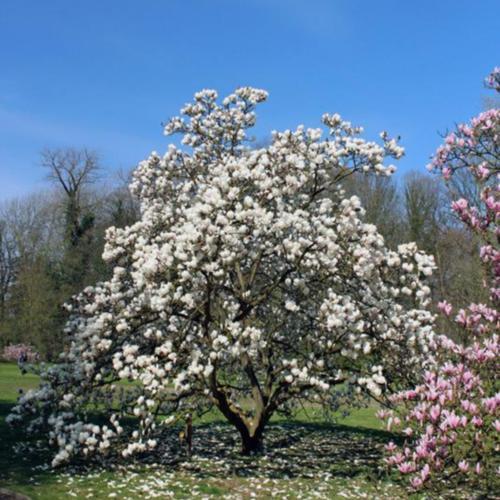 Magnolia 'Manchu Fan' in the Magnolias Database - Garden.org