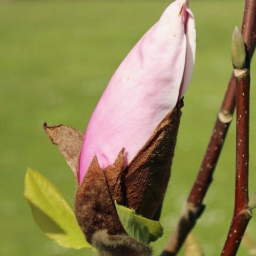 Magnolia 'Atlas' in the Magnolias Database - Garden.org