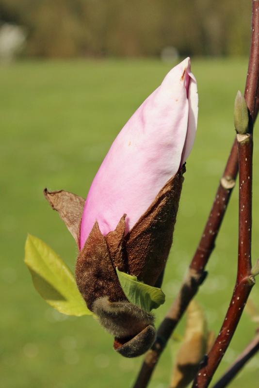 Magnolia 'Atlas' in the Magnolias Database - Garden.org