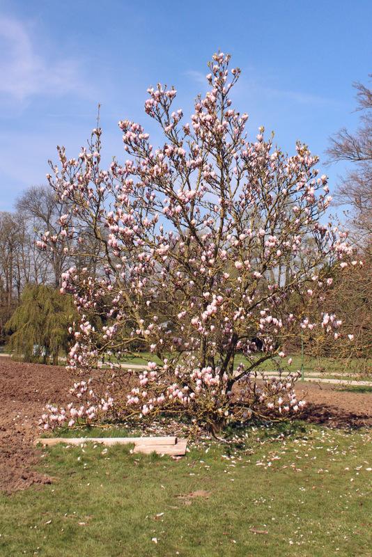 Photo of the entire plant of Saucer Magnolia (Magnolia x soulangeana ...
