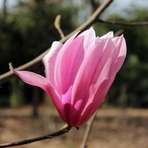 Magnolia 'Spectrum' in the Magnolias Database - Garden.org