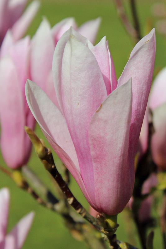 Magnolia 'Raspberry Ice' in the Magnolias Database - Garden.org