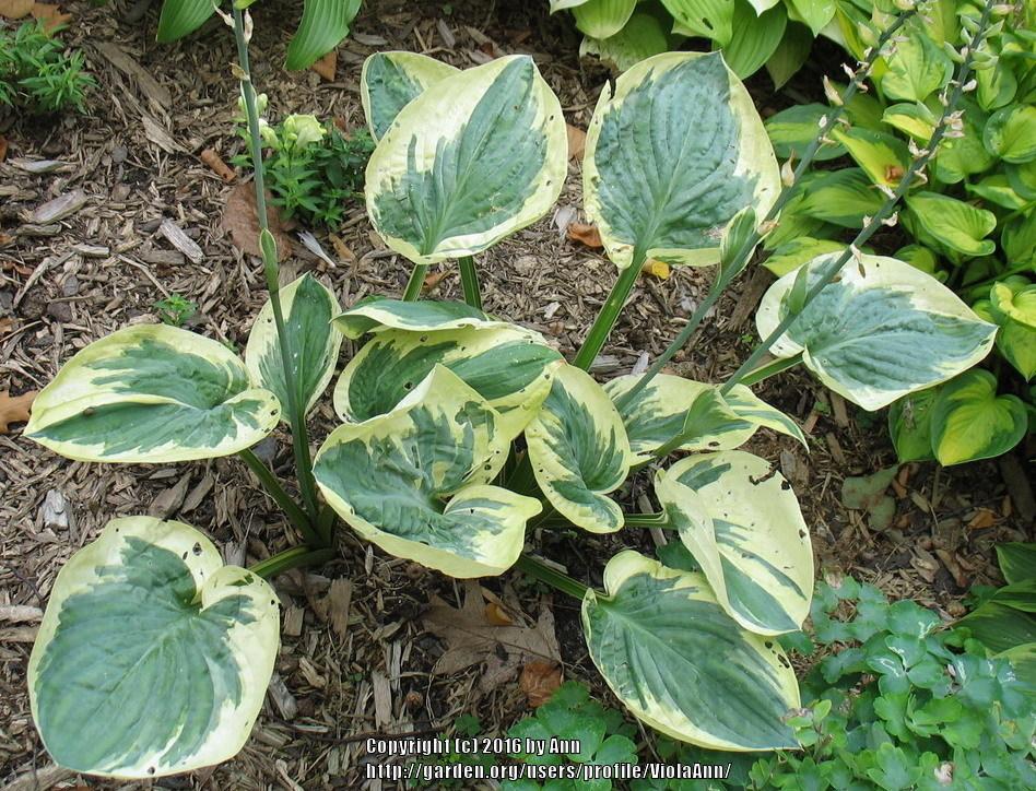 Daily Hosta #156 - 'Christmas Pageant' in the Hostas forum - Garden.org