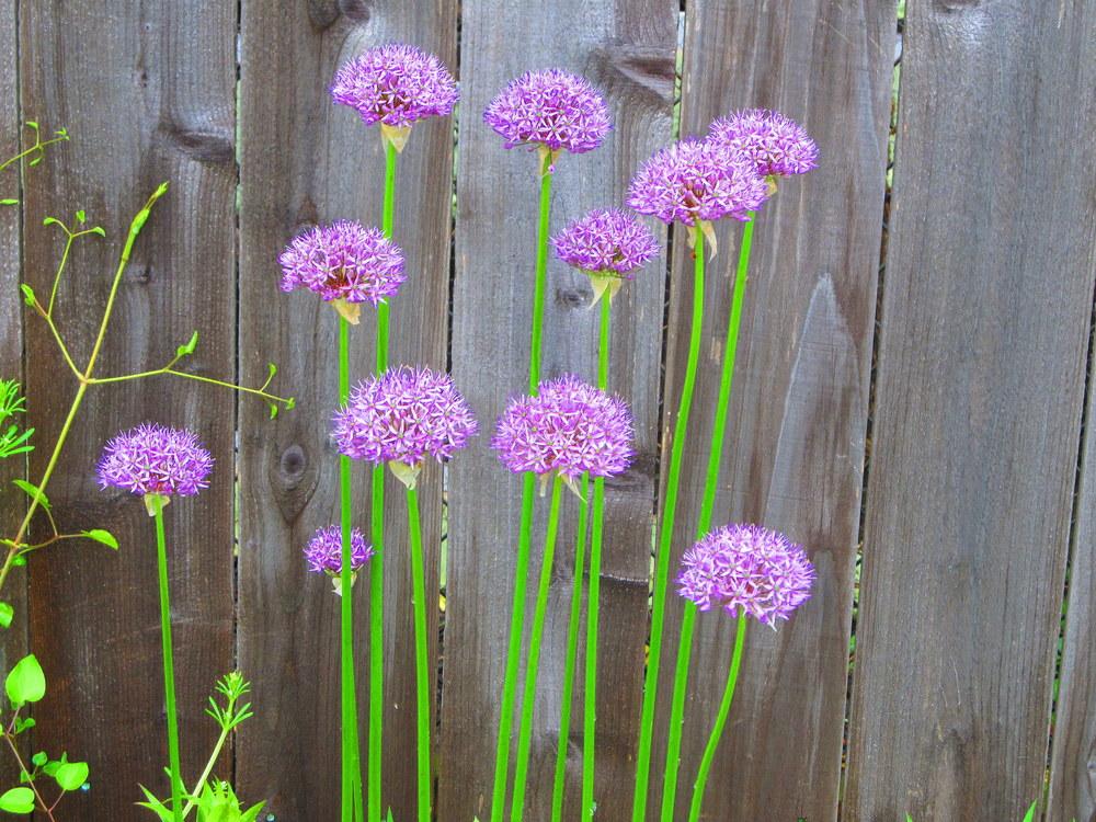 Allium jesdianum 'Early Emperor' - Garden.org