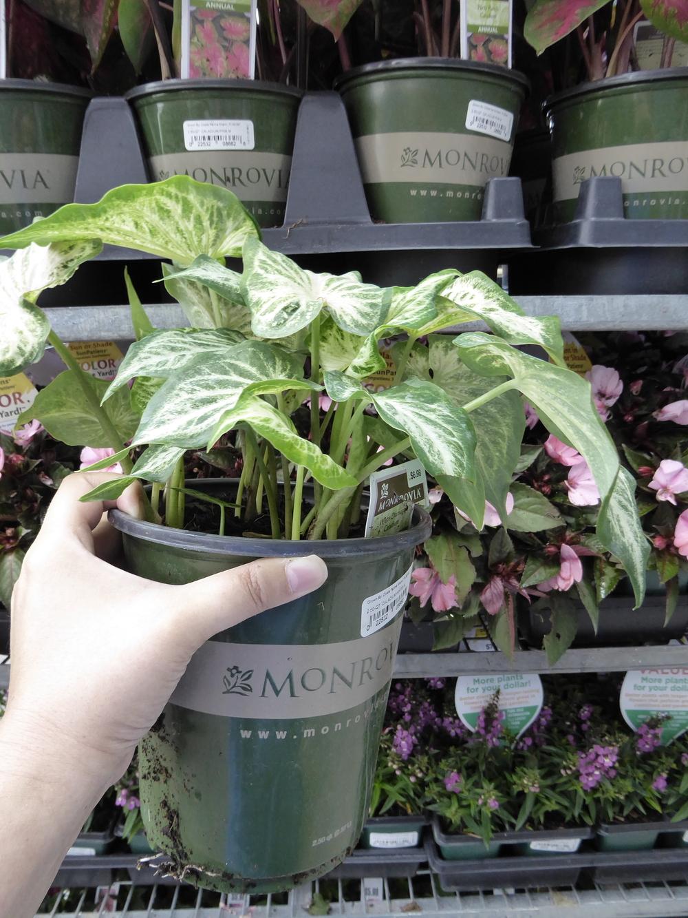 Lance-leaf Caladium (Caladium 'White Diamond') in the Caladiums ...