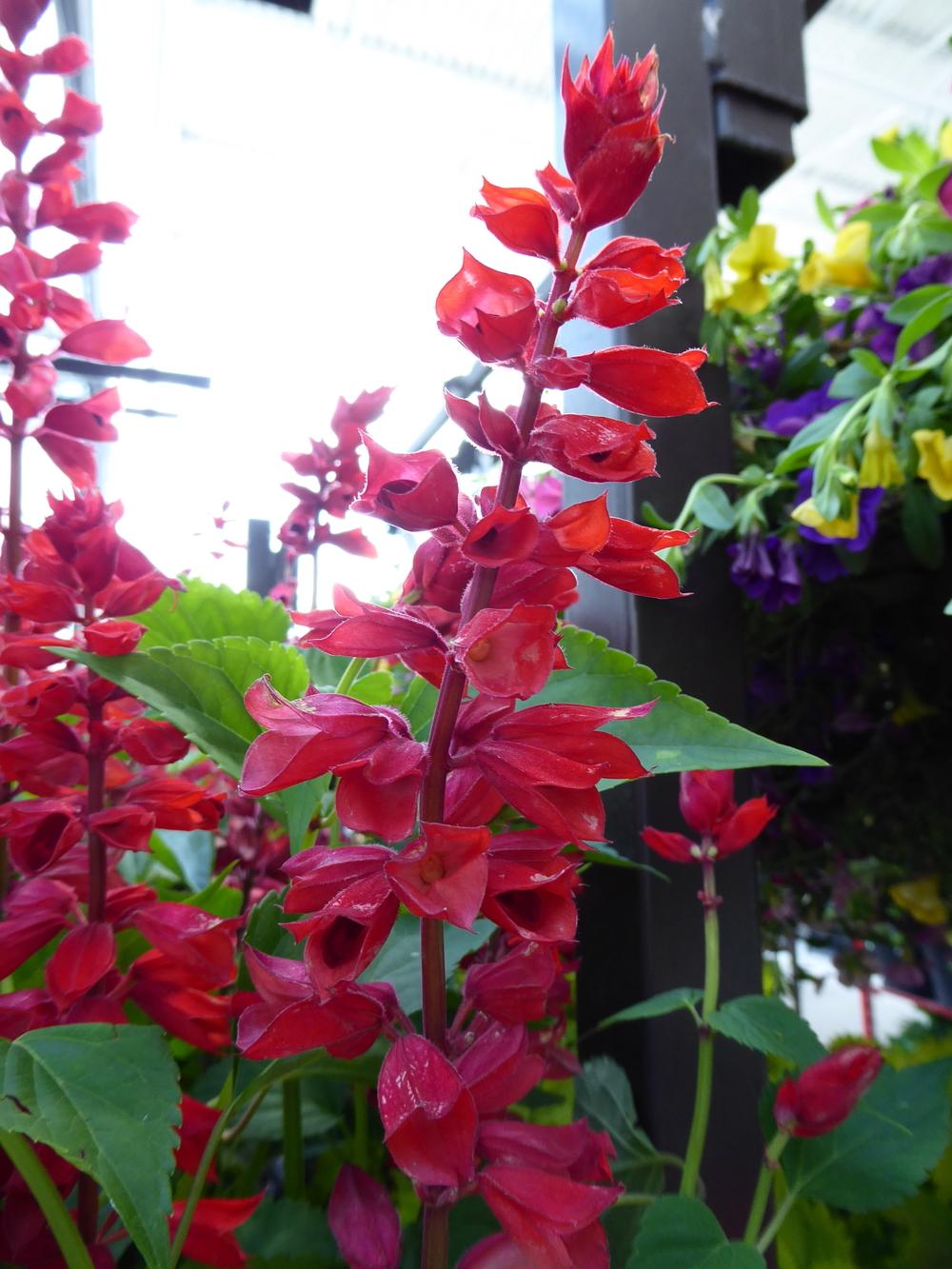 Scarlet Sage (Salvia splendens Saucy™ Red) in the Salvias Database ...
