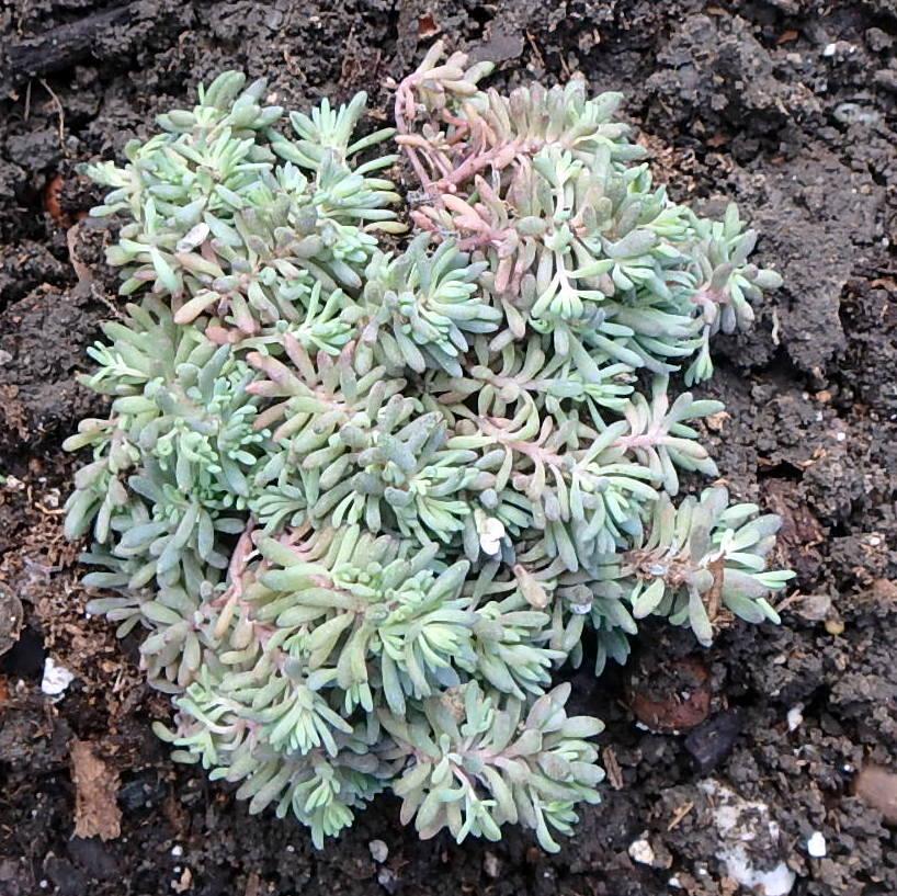 Photo of the entire plant of Spanish Stonecrop (Sedum hispanicum ...