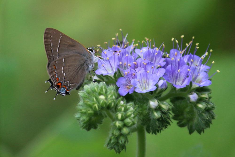 Wild Heliotrope (Phacelia congesta) - Garden.org