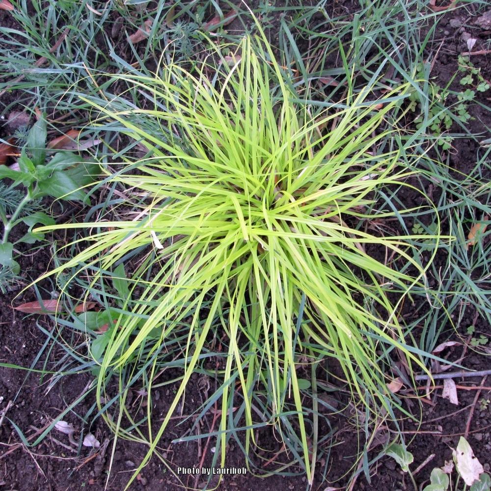 Sedge (Carex oshimensis EverColor® Everillo) in the Sedges Database ...
