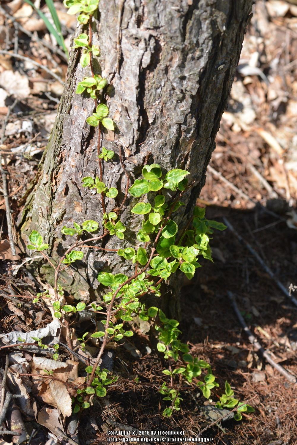 Climbing Hydrangea (Hydrangea anomala subsp. petiolaris 'Firefly') in ...