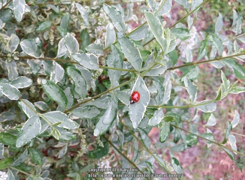 Variegated Chinese Privet (Ligustrum sinense 'Variegata') - Garden.org
