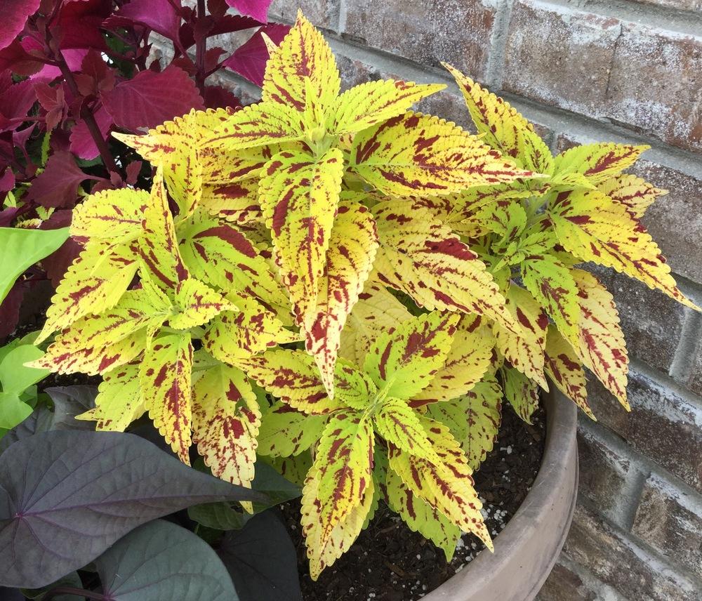 Coleus (Coleus scutellarioides 'Cranberry Splash') in the Coleus ...
