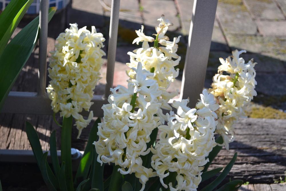 Hyacinth (Hyacinthus orientalis 'Gipsy Princess') in the Hyacinths ...