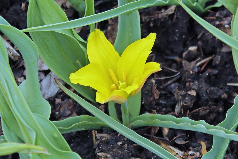 Species Tulip (Tulipa kolpakowskiana) in the Tulips Database - Garden.org