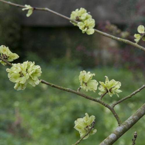 Hybrid Elm (Ulmus Triumph™) - Garden.org