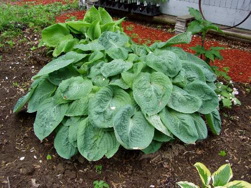 Hosta 'Amos' in the Hostas Database - Garden.org