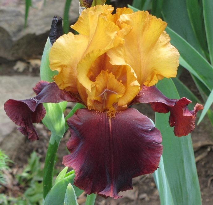Tall Bearded Iris (Iris 'Supreme Sultan') in the Irises Database ...