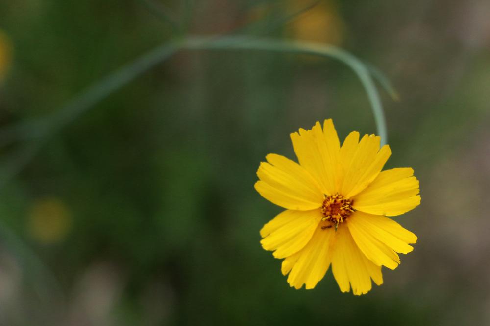 Slender greenthread (Thelesperma simplicifolium) - Garden.org