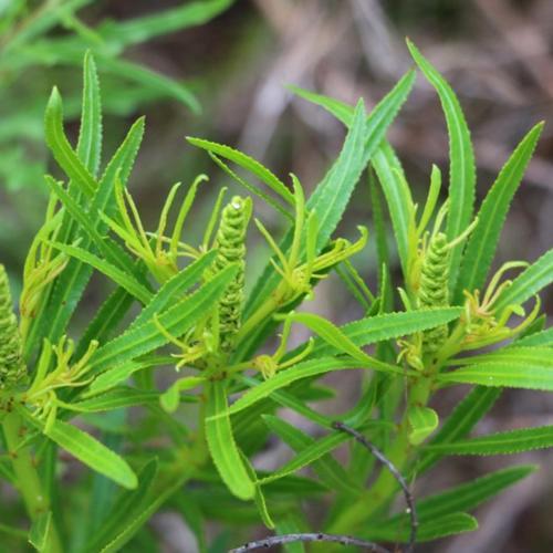 Queen's-Delight (Stillingia texana) - Garden.org