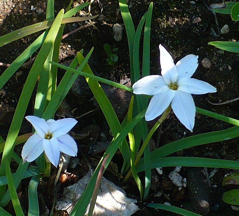 Spring Starflower (Ipheion uniflorum 'White Star') - Garden.org