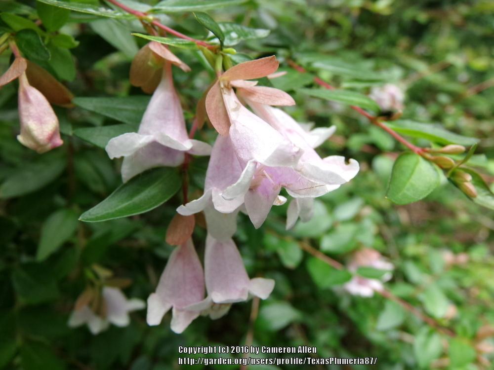 Abelias: Plant Care and Collection of Varieties - Garden.org