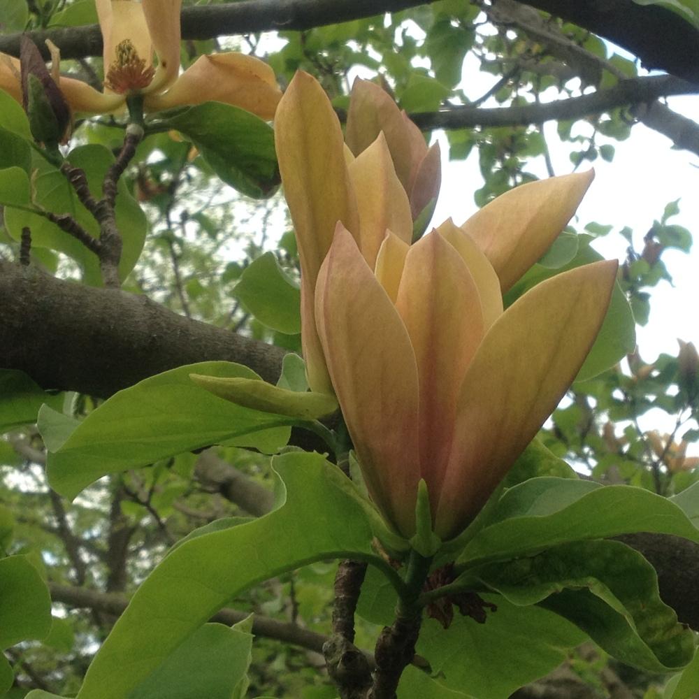 Photo of the bloom of Magnolia 'Judy Zuk' posted by csandt - Garden.org