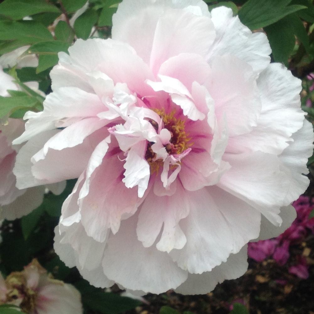 Chinese Tree Peony (Paeonia x suffruticosa 'Jin Zhang Fu Rong') in the ...