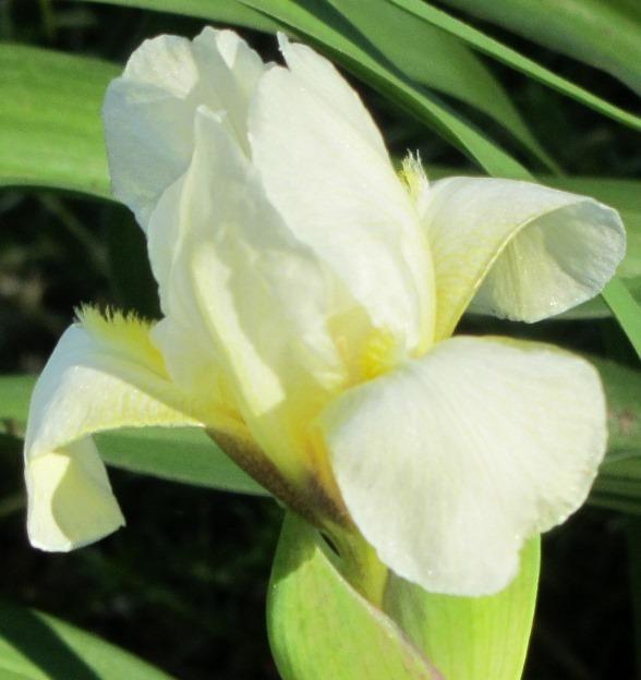 Miniature Tall Bearded Iris (Iris 'Robin Goodfellow') in the Irises ...