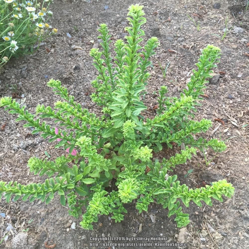 Photo of the entire plant of Selago (Pseudoselago serrata) posted by ...