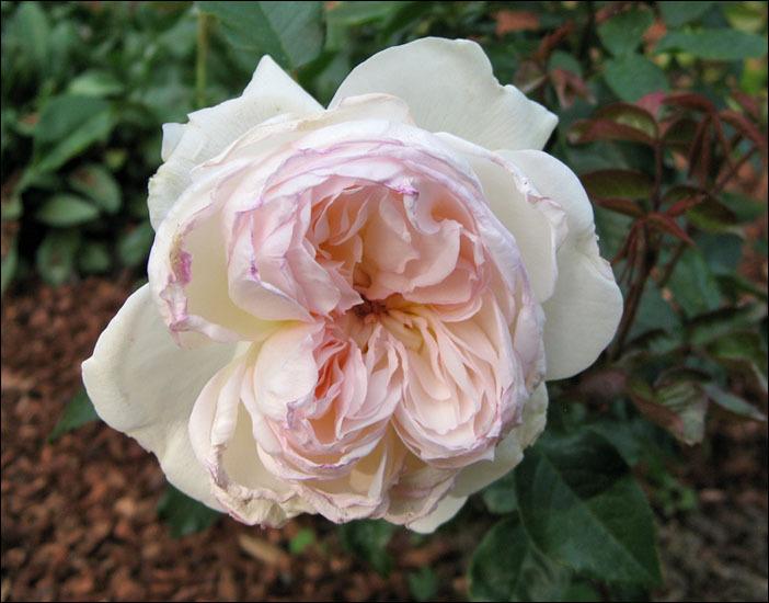 Photo of the bloom of Rose (Rosa 'Bolero 2004') posted by Polymerous ...