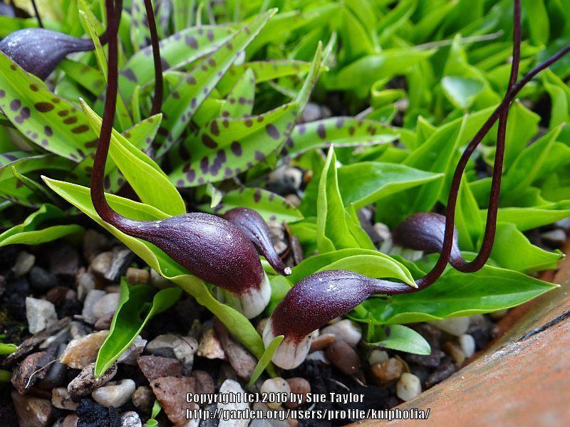 Photo of the bloom of Mouse Plant (Arisarum proboscideum) posted by ...