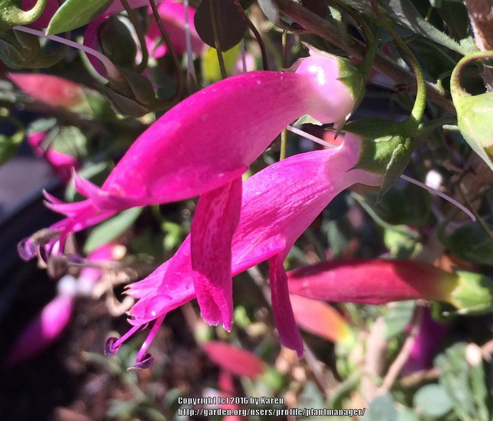 Emu Bush (Eremophila maculata Valentine®) - Garden.org