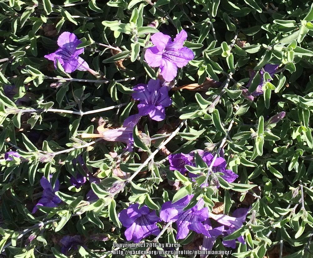 Photo of the bloom of Desert Petunia (Ruellia californica subsp ...