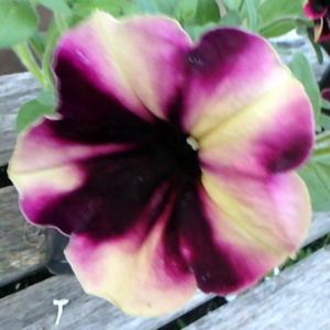 Petunia Crazytunia® Blackberry Cheesecake in the Petunias Database ...