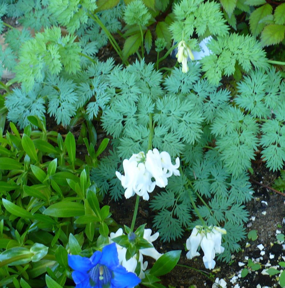Bleeding Hearts: Plant Care and Collection of Varieties - Garden.org