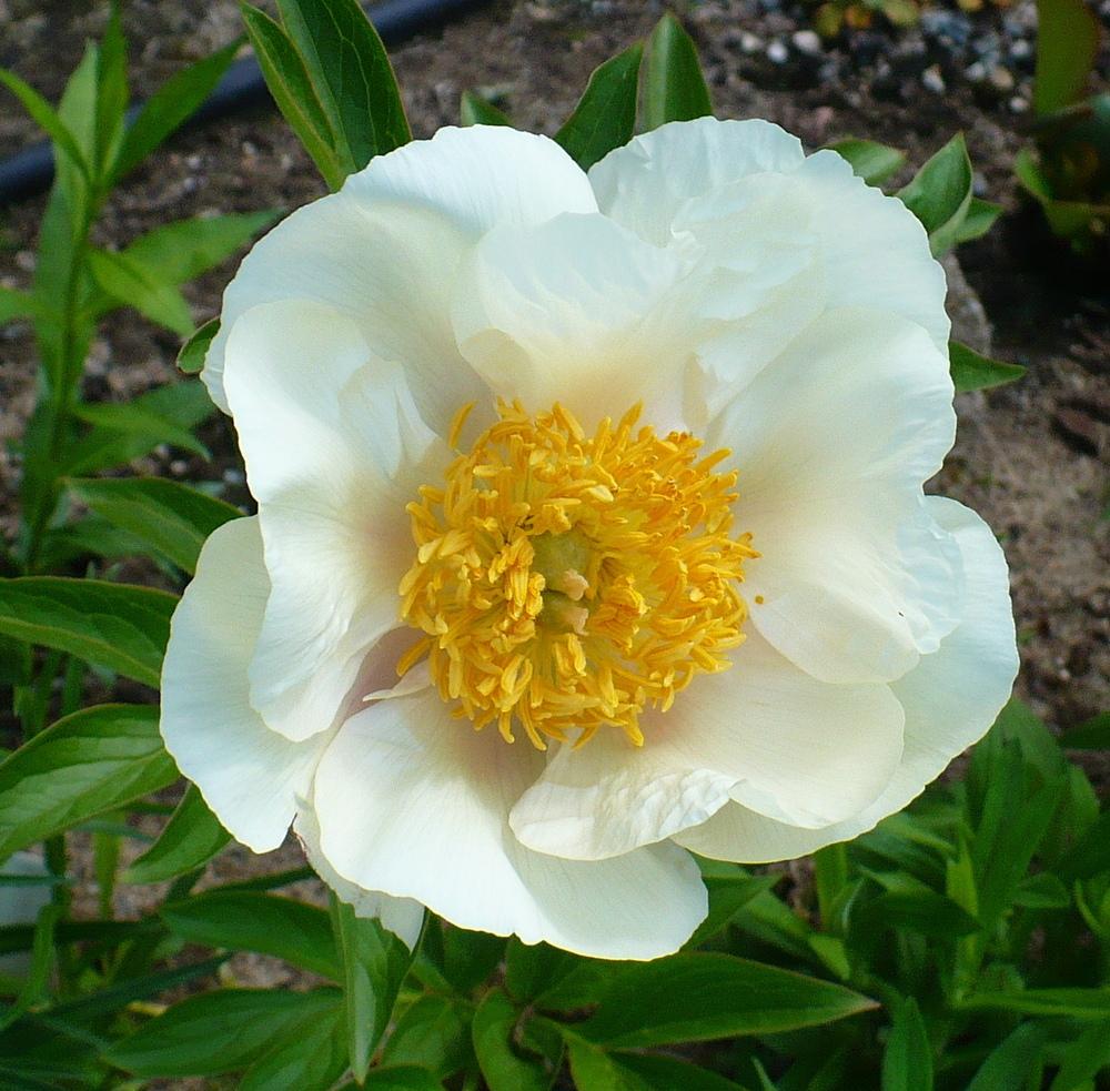 Peony (Paeonia 'Starlight') in the Peonies Database - Garden.org
