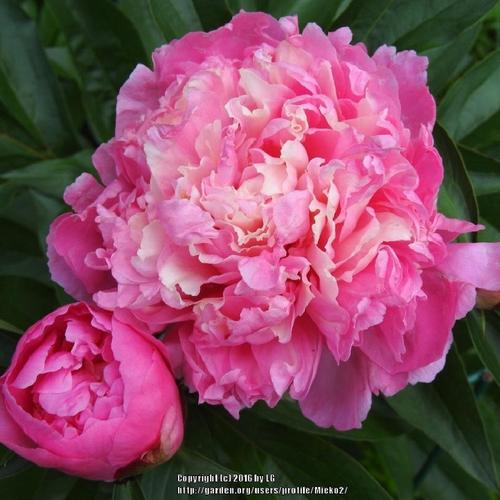 Peony (Paeonia 'Annemieke') in the Peonies Database - Garden.org