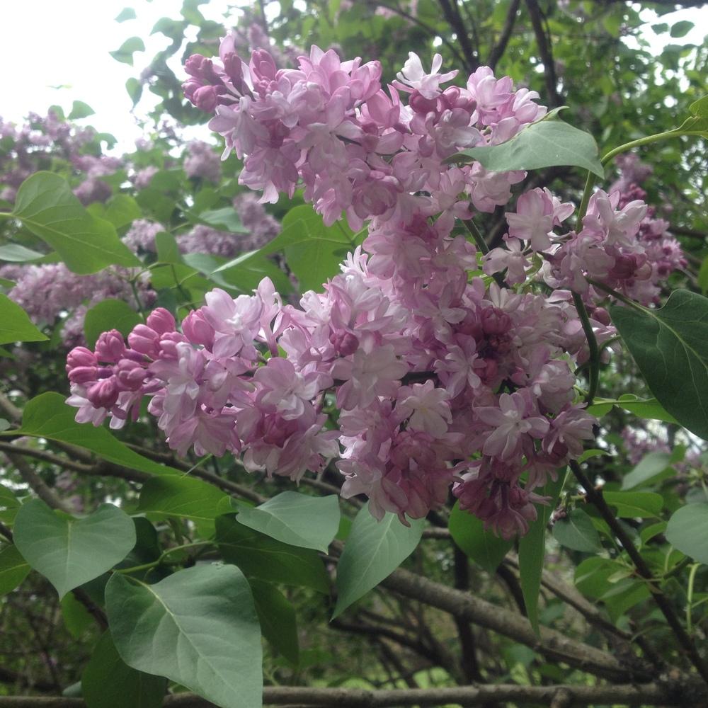 Lilacs: Plant Care and Collection of Varieties - Garden.org
