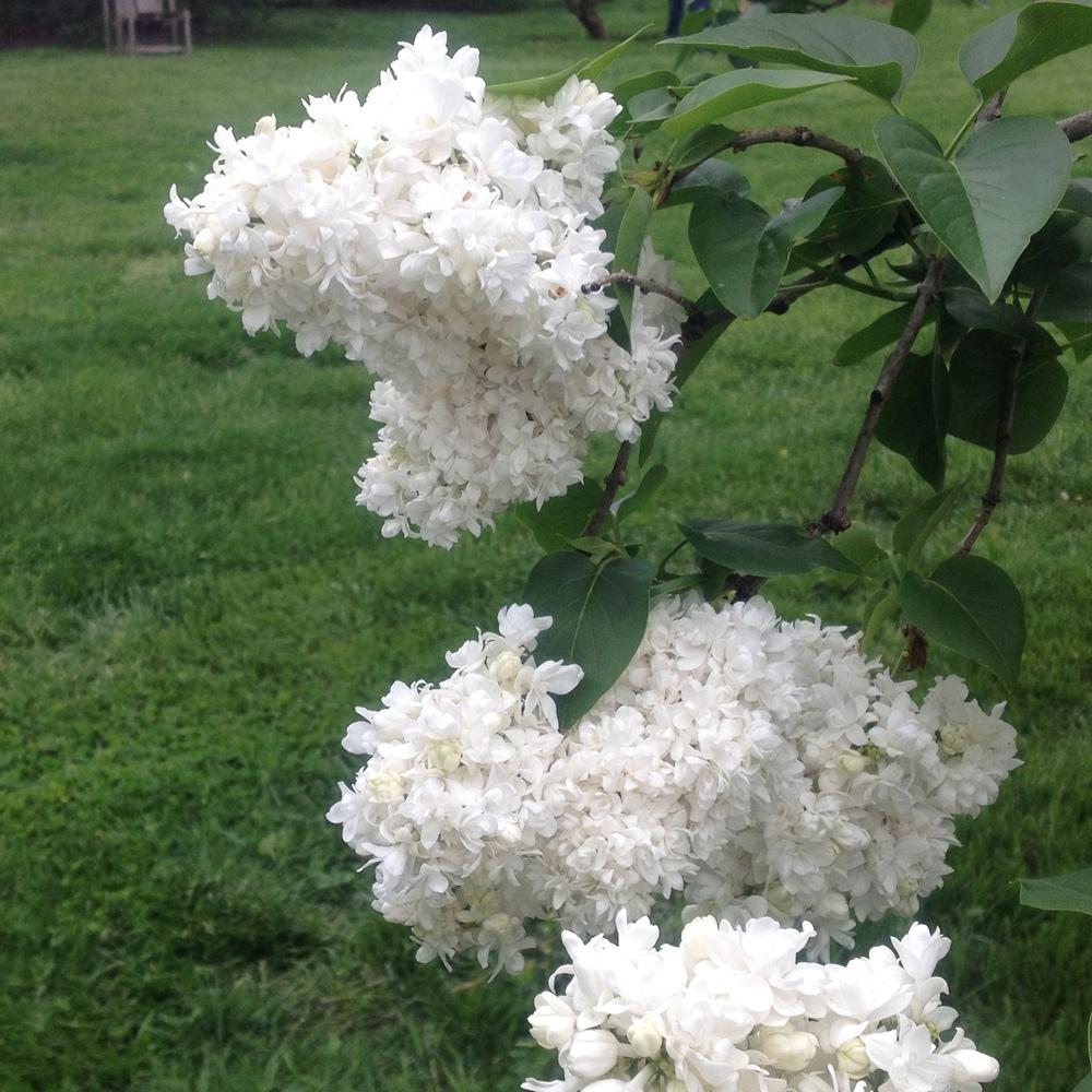 Common Lilac (Syringa vulgaris 'Souvenir d'Alice Harding') in the ...