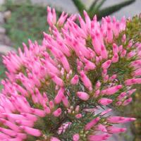 Wax Heath (Erica ventricosa) - Garden.org